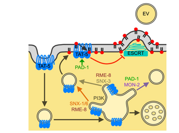 Wehman, Ann - Department of Biochemistry and Biophysics