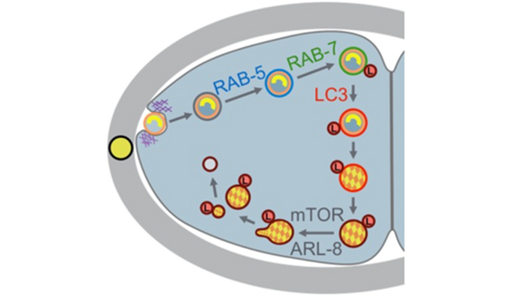 Wehman, Ann - Department of Biochemistry and Biophysics